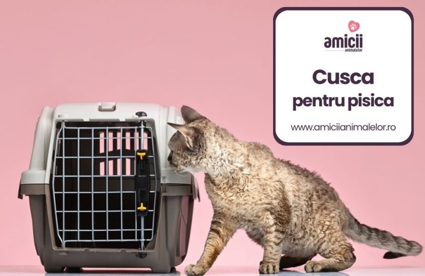 Cea mai buna cusca pentru pisici | Alegeri de top in 2025
